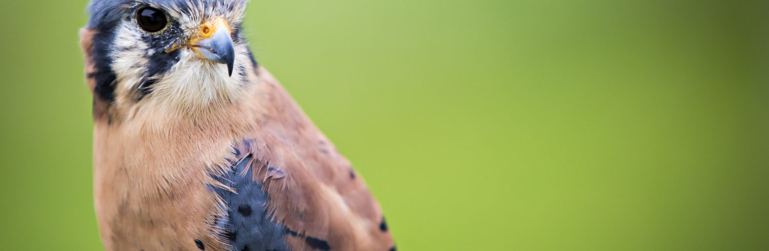 Natural Resources Science and Management (Fisheries and Wildlife ...