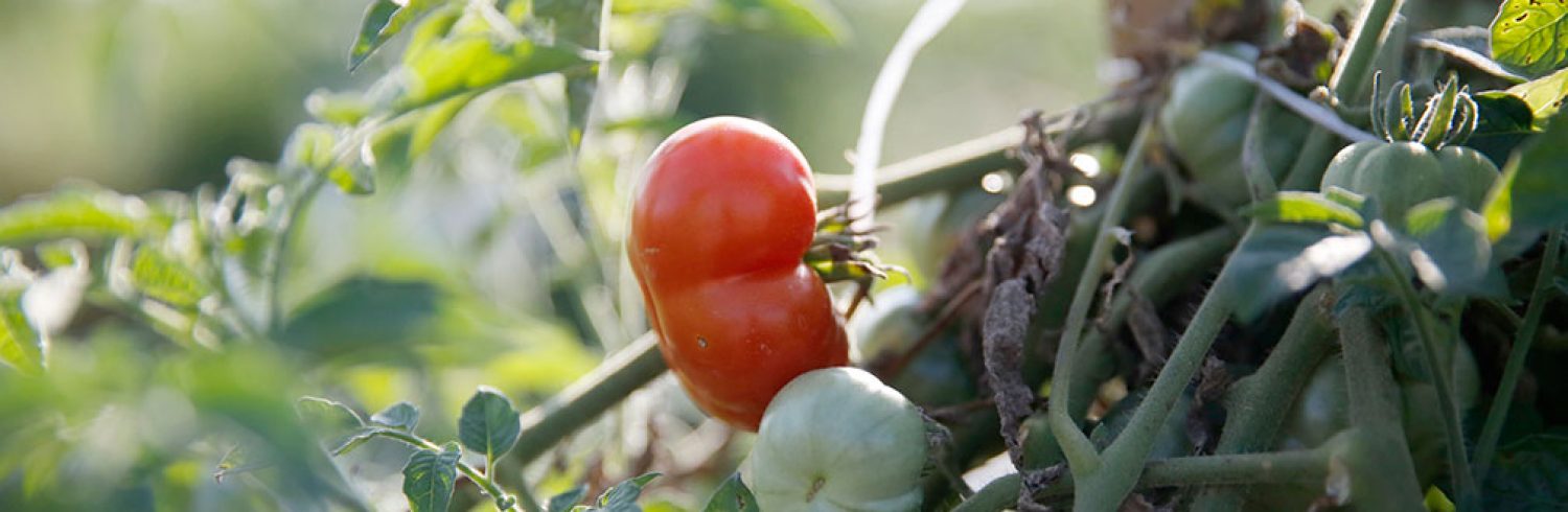 Agriculture // Majors at Mizzou // University of Missouri