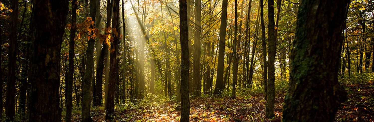 Natural Resources Science and Management (Forest Resources) // Majors ...