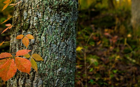 Natural Resources Science and Management // Majors at Mizzou ...